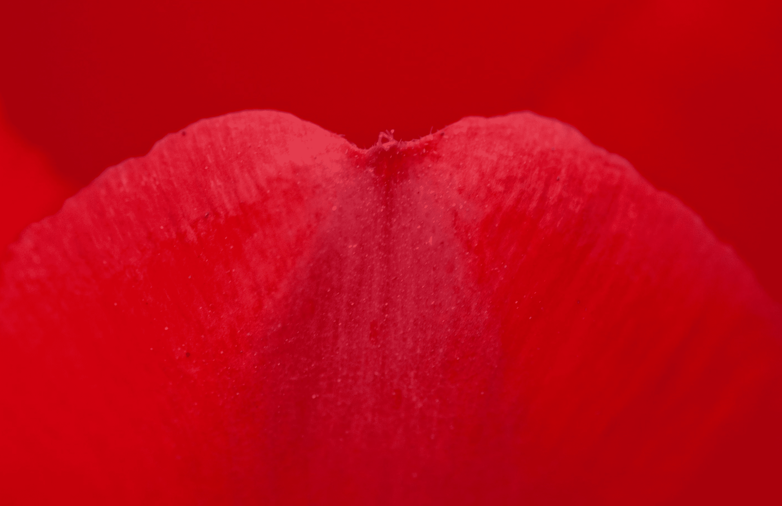 Sanando Corazones – Holy Redeemer